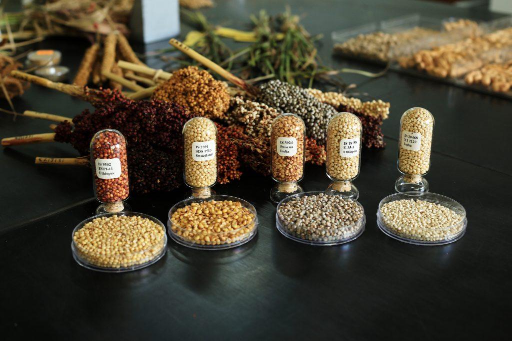 News | CGIAR Genebanks