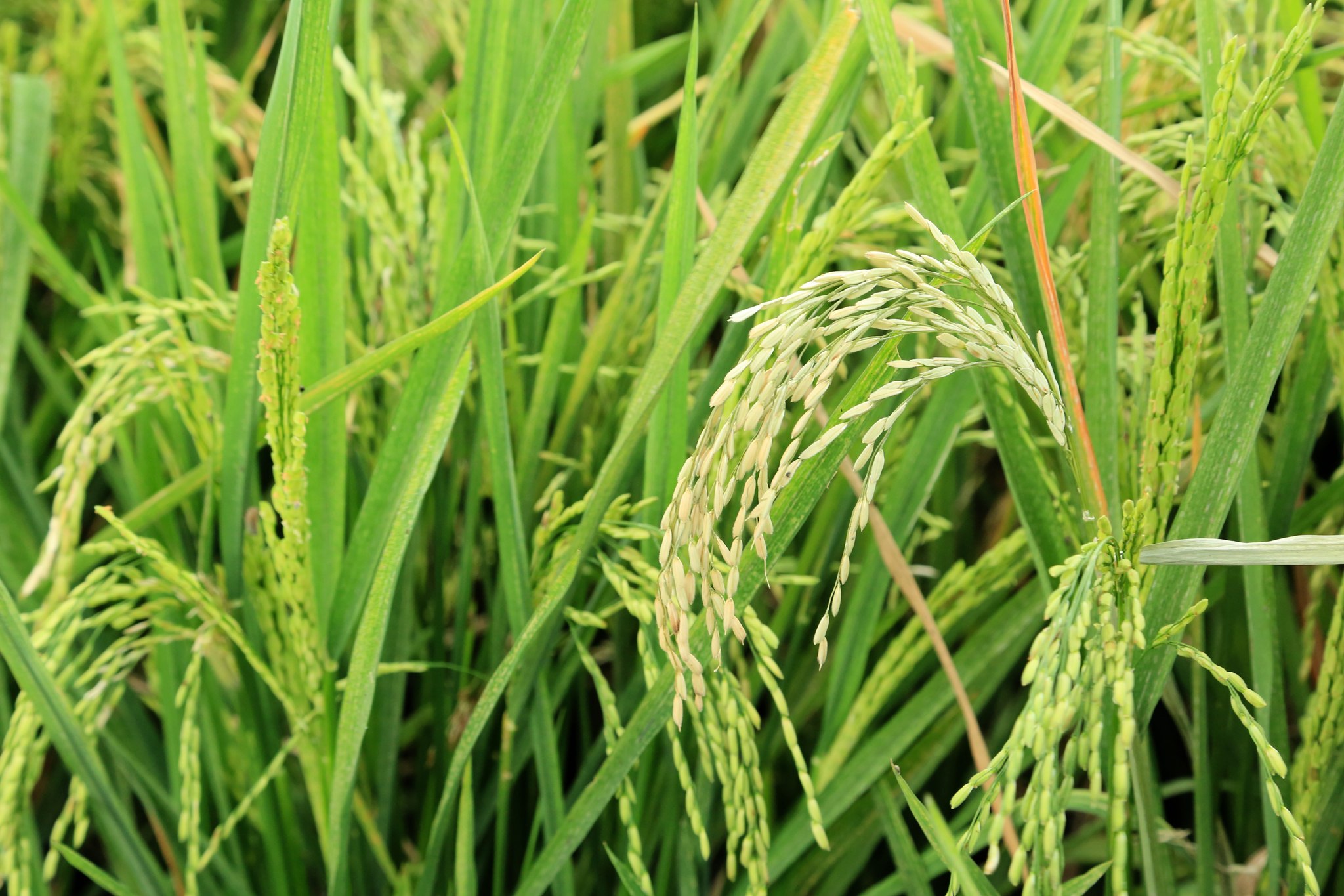 Use Module | Resources | CGIAR Genebanks