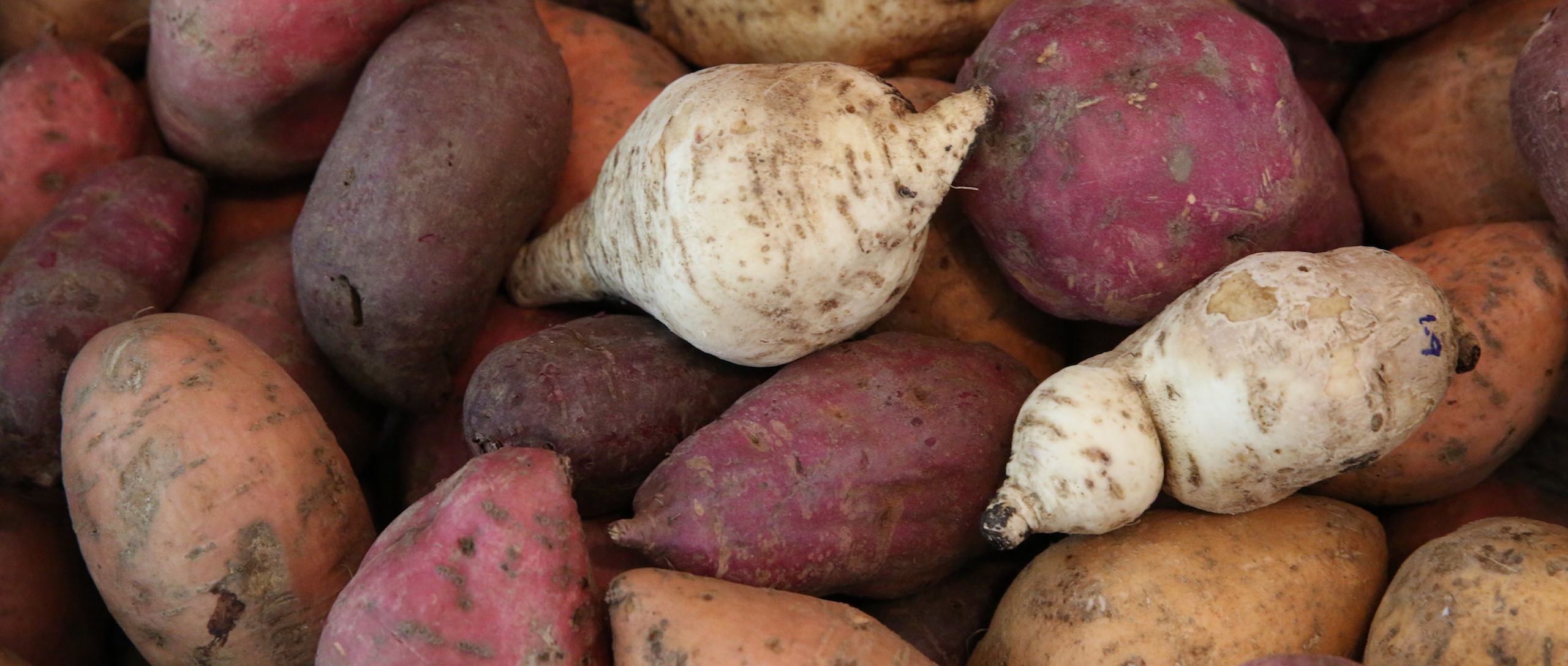 CIP | Genebanks | CGIAR Genebanks