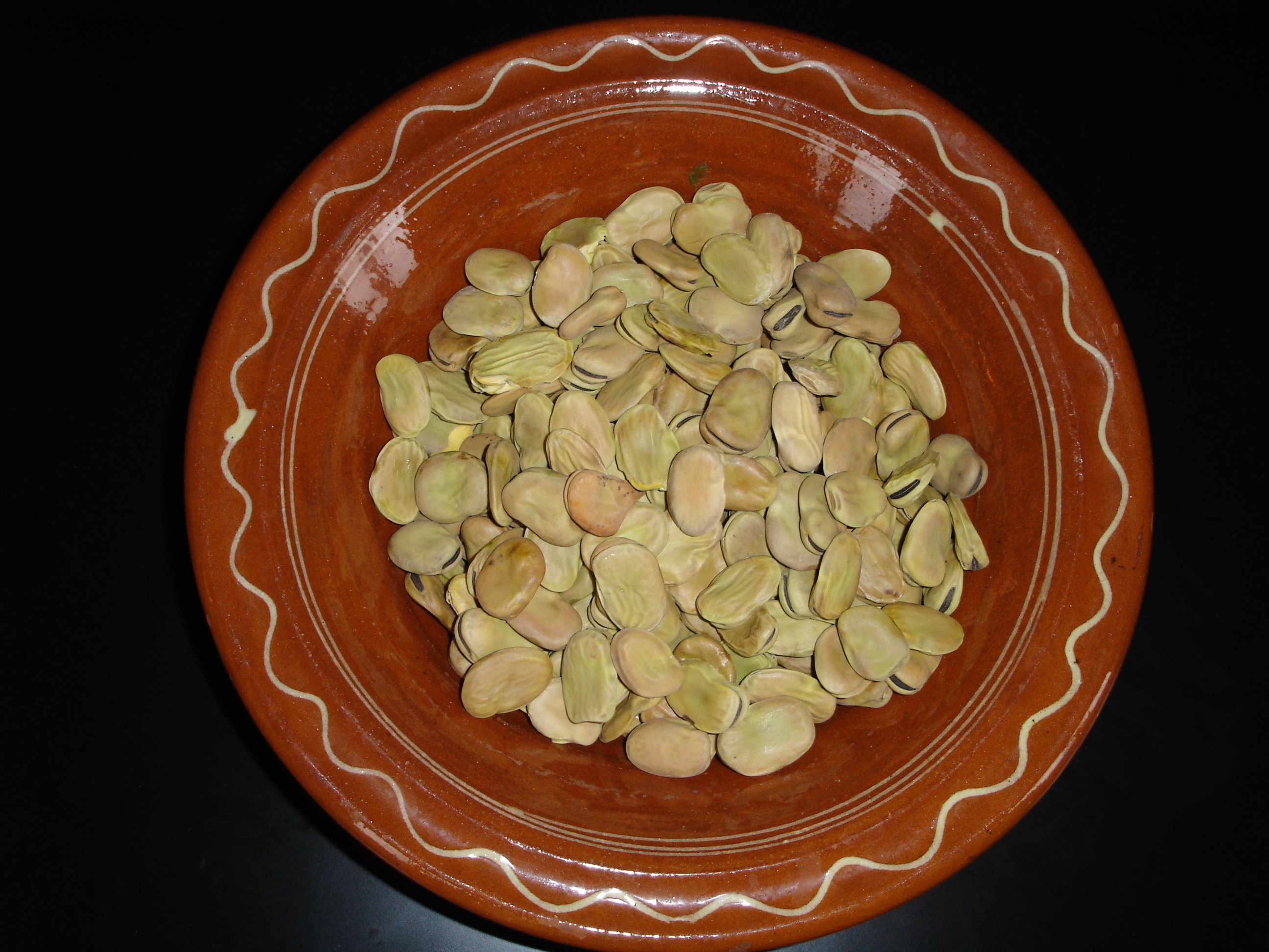 Faba bean | Crops | Resources | CGIAR Genebank Initiative