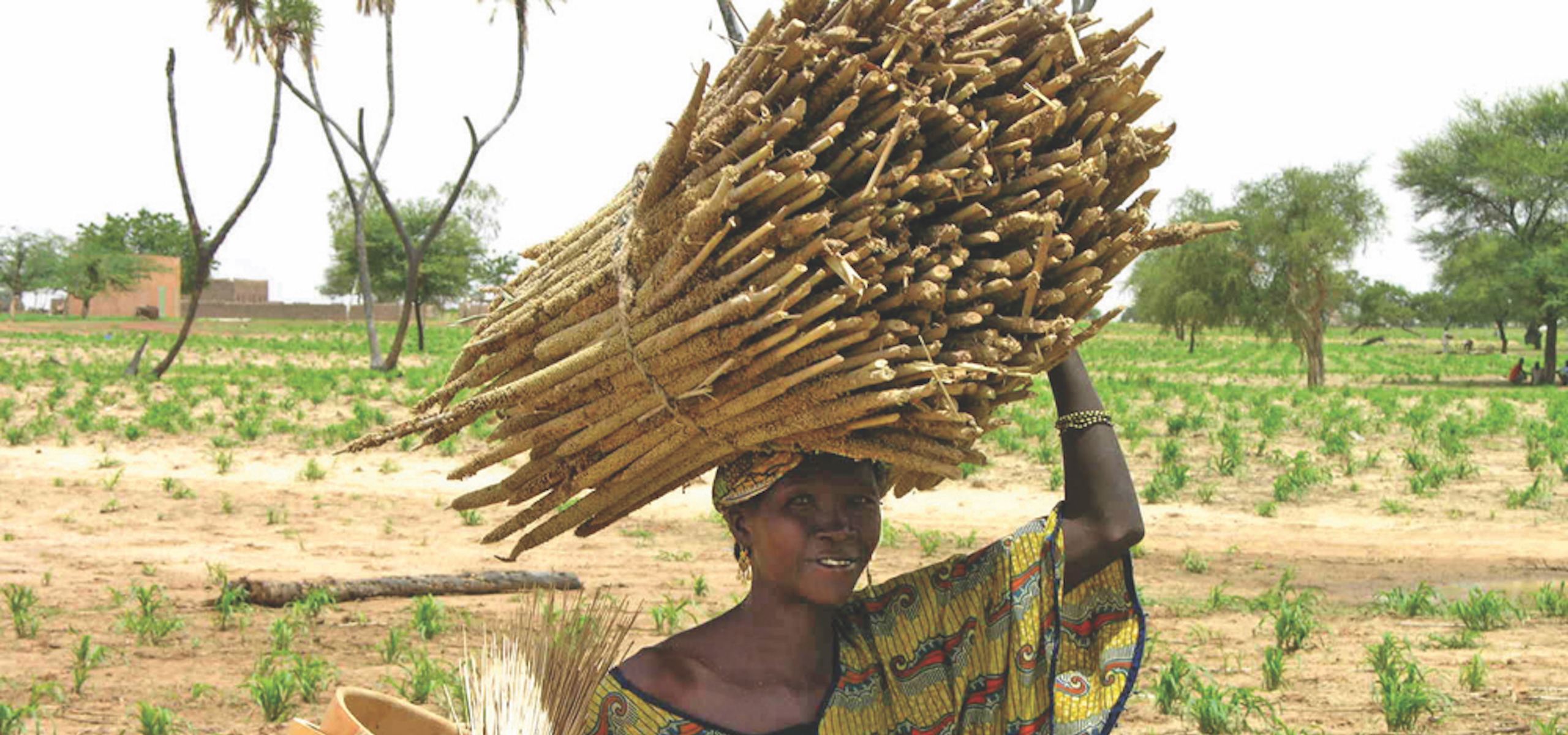 Pearl millet | Crops | Resources | CGIAR Genebanks