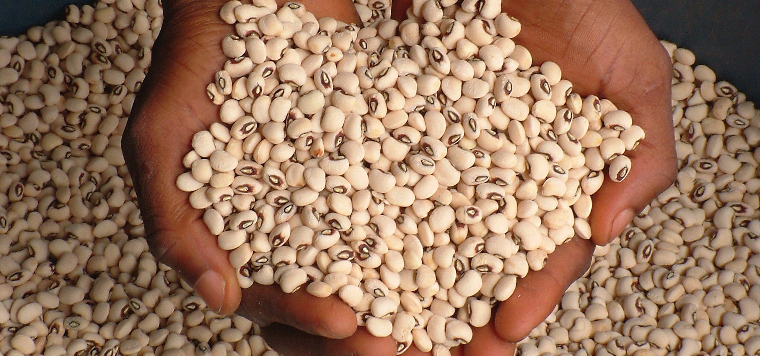 Cowpea | Crops | Resources | CGIAR Genebanks