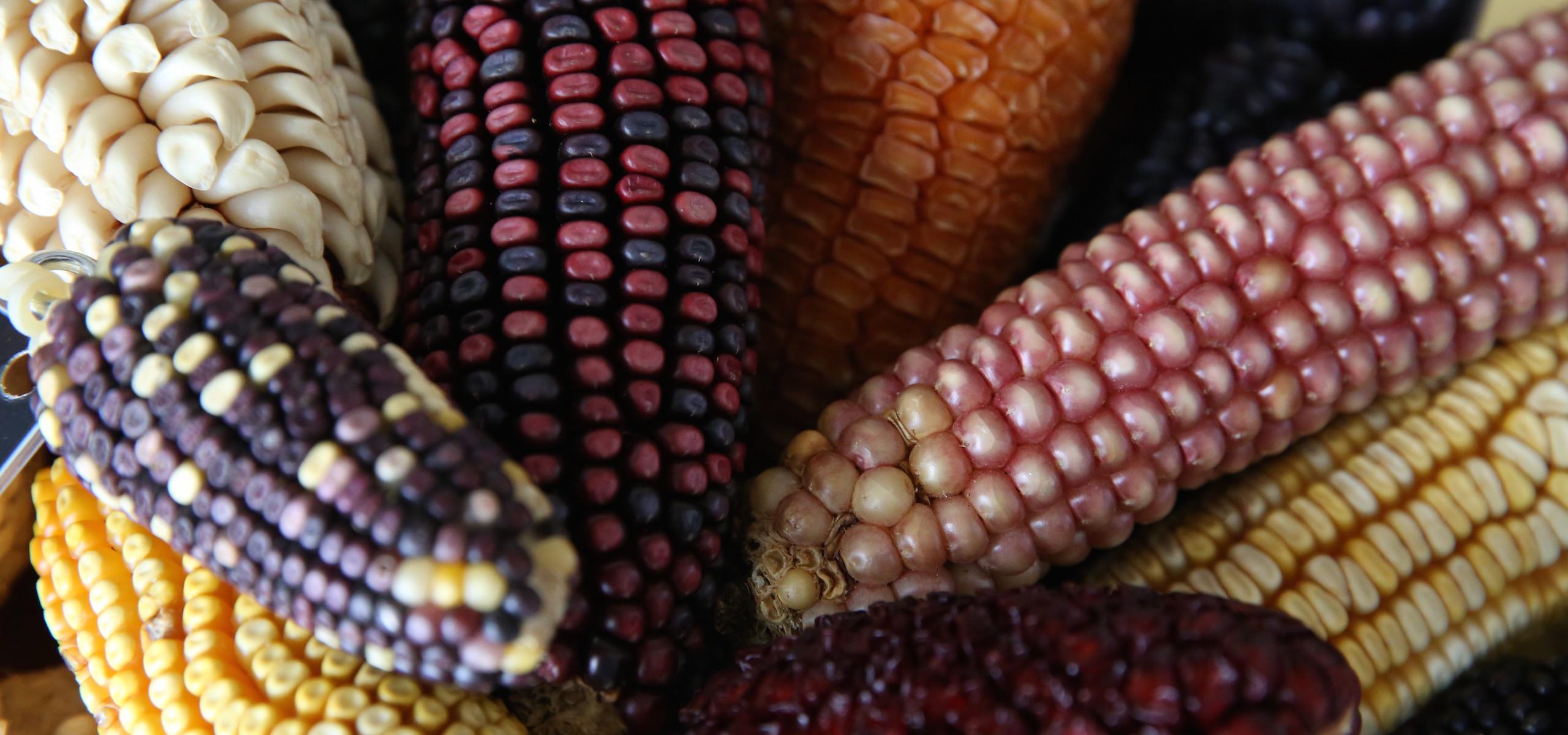 Maize | Crops | Resources | CGIAR Genebanks