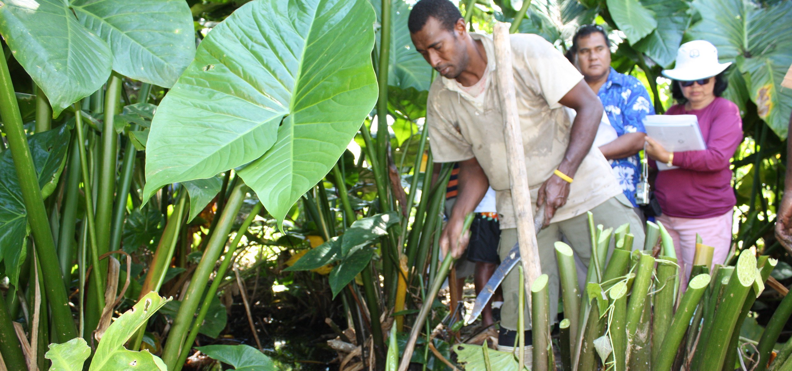 Taro and other edible aroids | Crops | Resources | CGIAR Genebanks