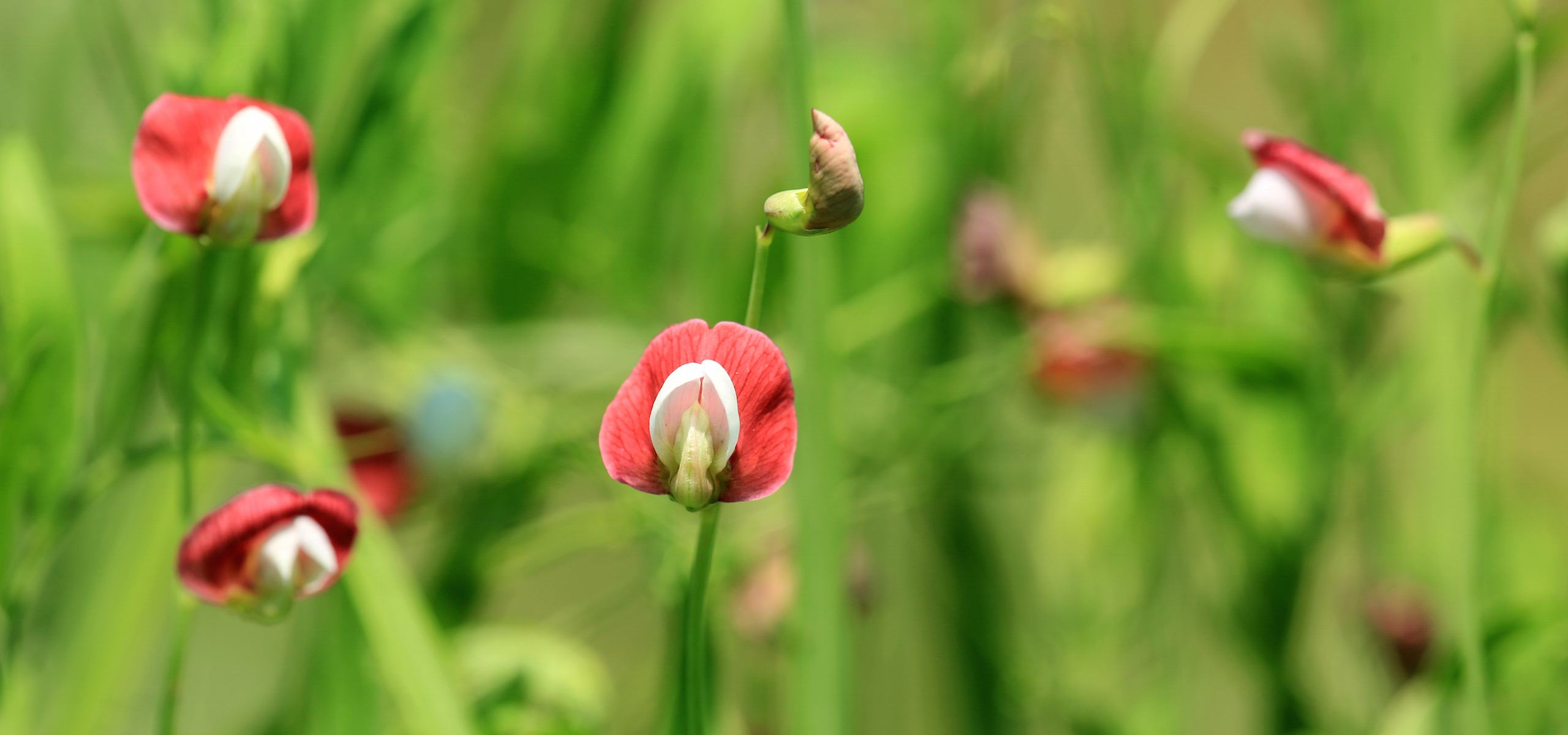 Forages: legumes | Crops | Resources | CGIAR Genebanks