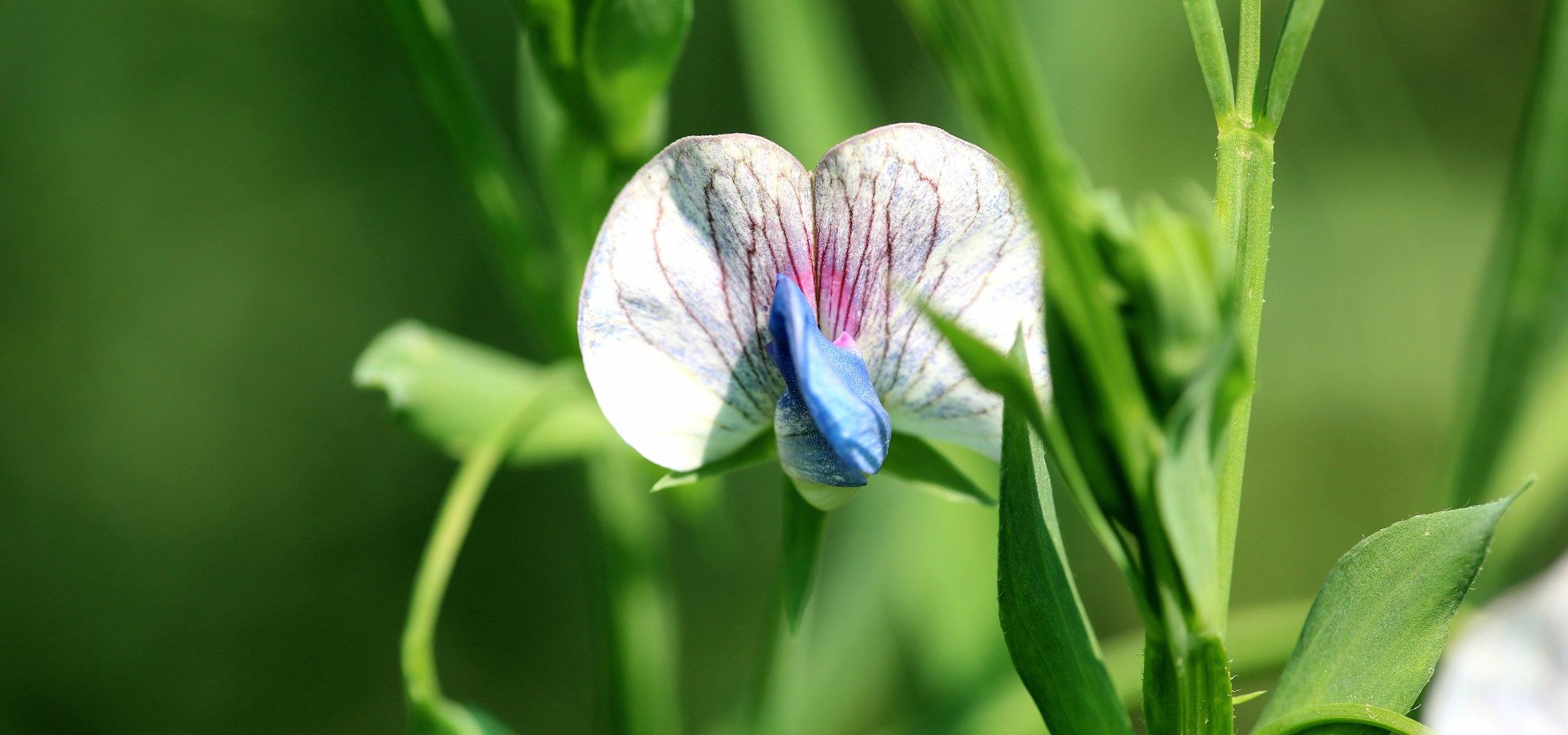 Grasspea | Crops | Resources | CGIAR Genebanks