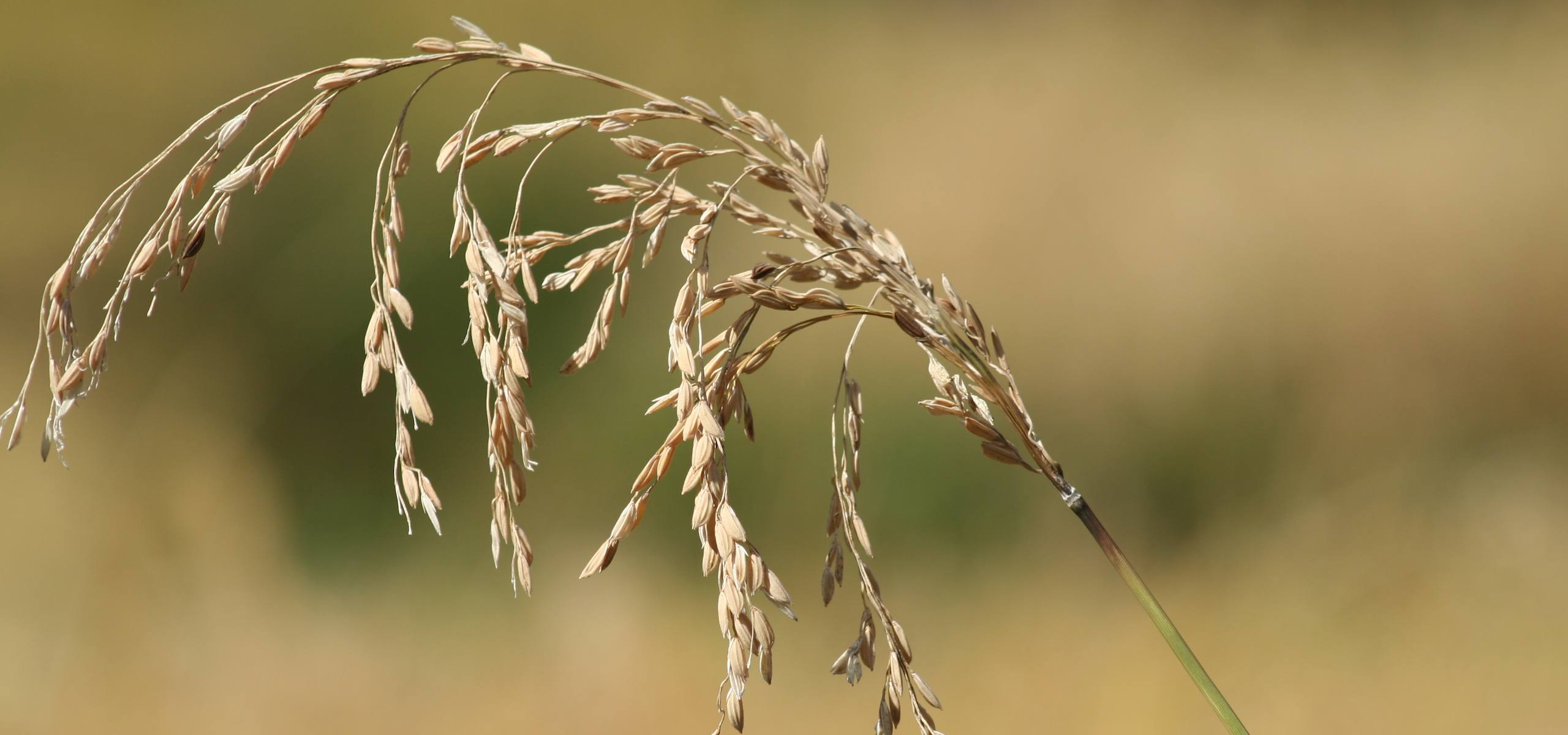 IRRI | Genebanks | CGIAR Genebanks