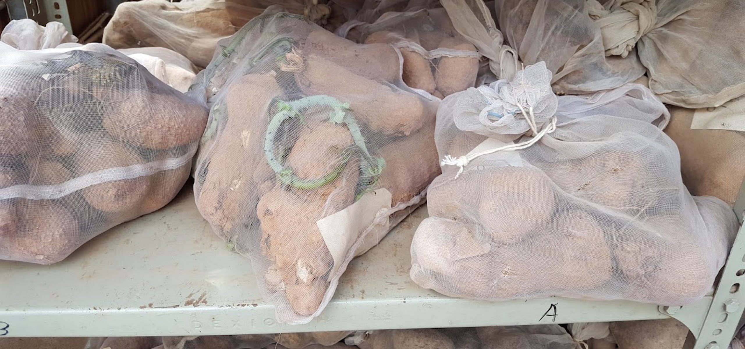 Yam | Crops | Resources | CGIAR Genebanks