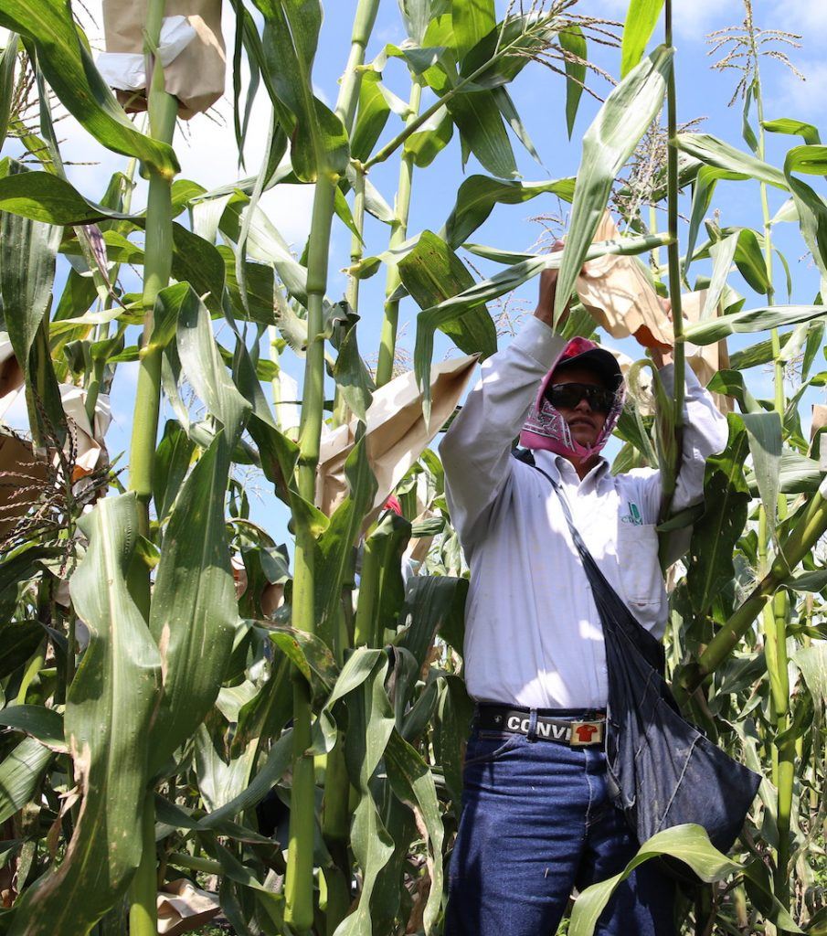 Maize | Crops | Resources | CGIAR Genebanks